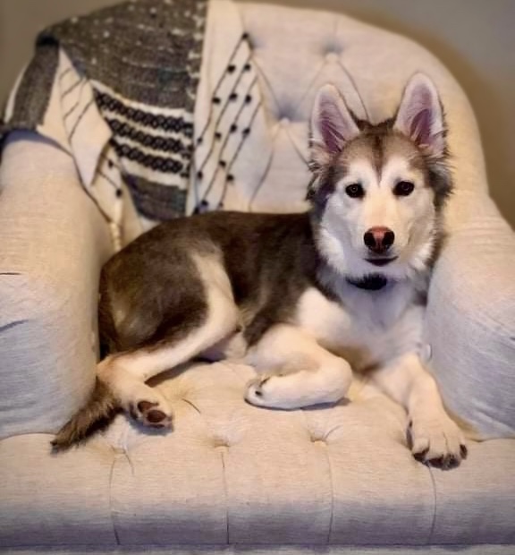 Dogs – Match Made in Heaven Animal Rescue